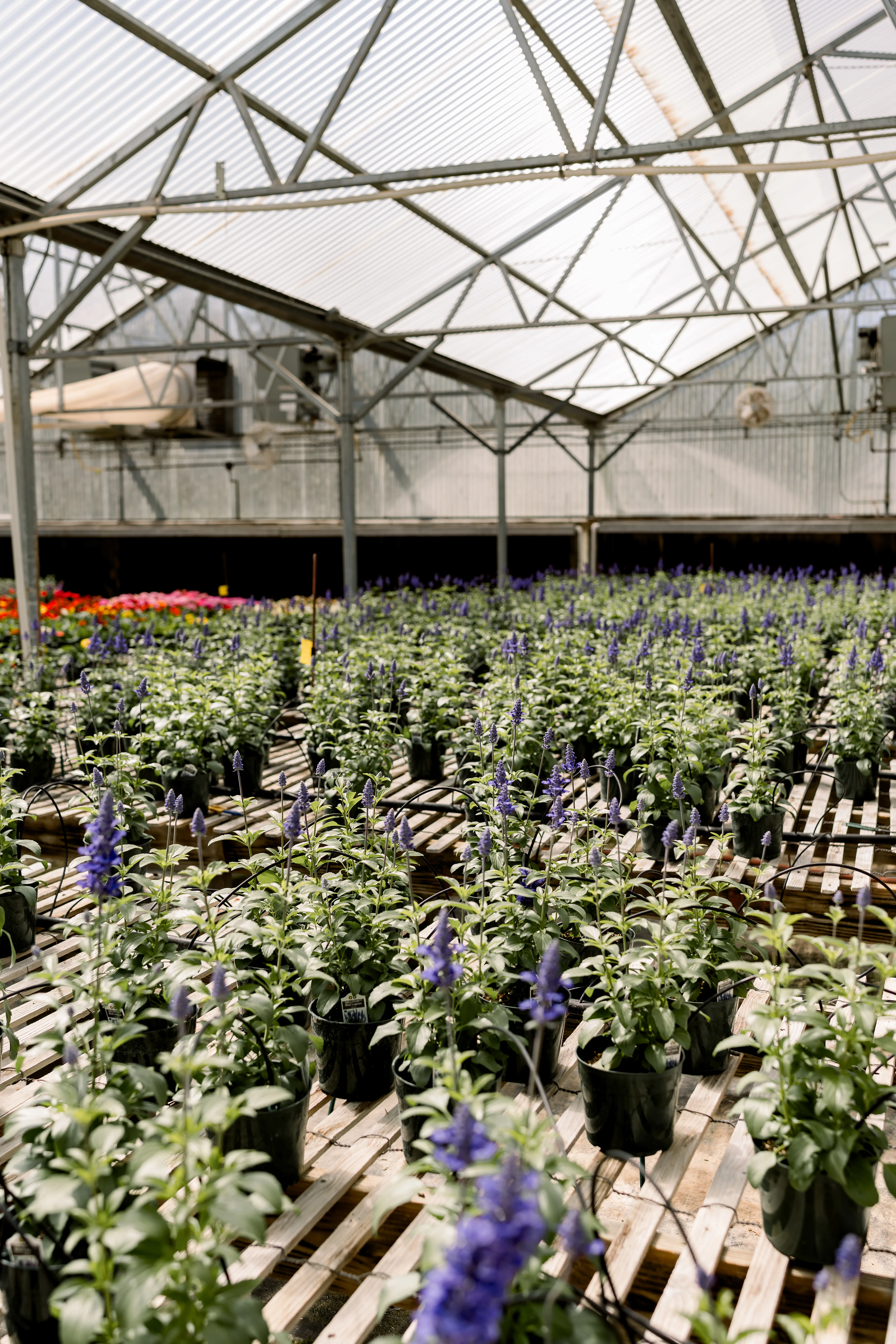 Flora 26 | Down Home Ranch
