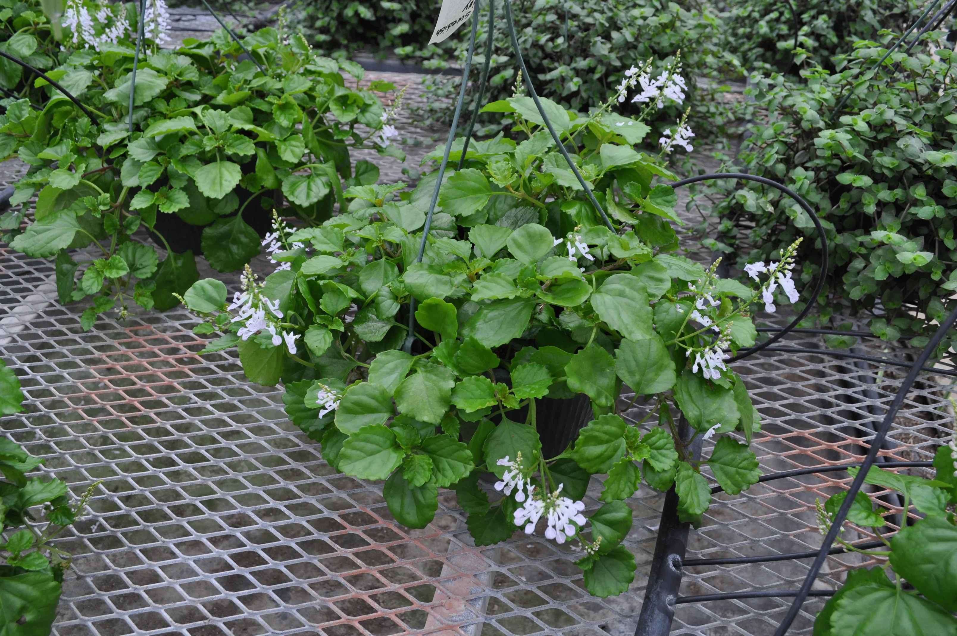 Flora 10 | Down Home Ranch